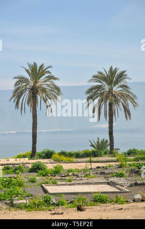 Jordan valley with date tree, Galilee, Israel Stock Photo - Alamy