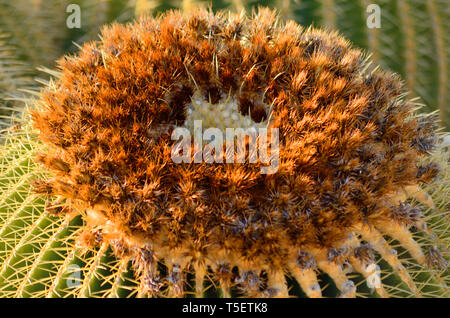 Cactus from the family of perennial flowering plants of the order of ...