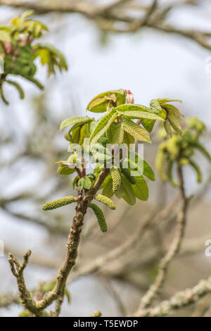 Springtime leaves of Japanese Walnut tree / Juglans ailantifolia. Parts ...