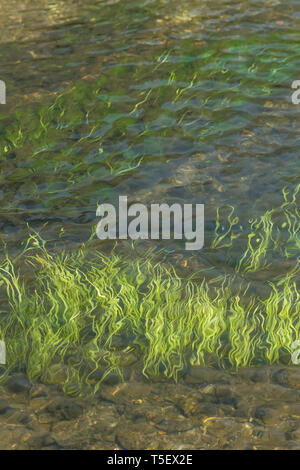 Submerged light green grass-like weeds in flowing waters of River Fowey ...