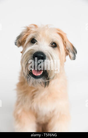 Soft Coated Wheaten Terrier close up with a green background Stock ...