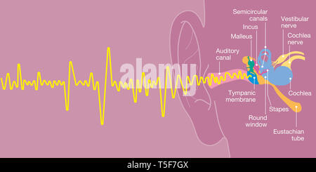 Human ear anatomy with captions, medically accurate 3D illustration ...