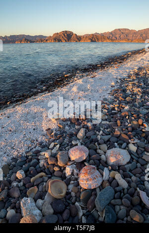 North America, Mexico, Baja. Shells on the beach Stock Photo - Alamy