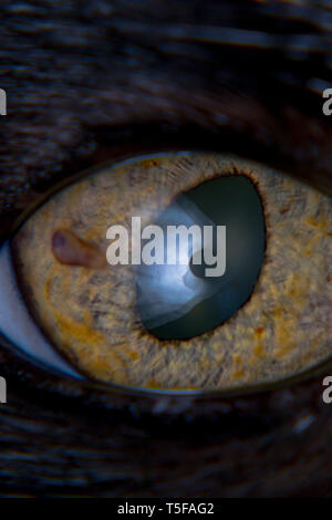 iris melanoma in adult cat, iris pigmentation Stock Photo - Alamy