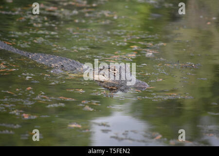 An American alligator slowly moving through a Florida wetland Stock ...