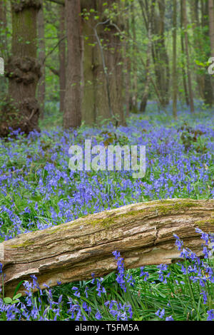 Beautiful woodland landscapes. Spring flowers In the forest Stock Photo ...