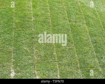 Newly laid lawn showing rolled out turf sections Stock Photo - Alamy