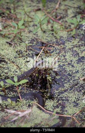 Yellow-bellied water snake swimming in bayou Stock Photo - Alamy