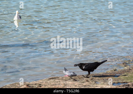 Raven eating a fish head while a gull looks on, Espiritu Santo Island ...