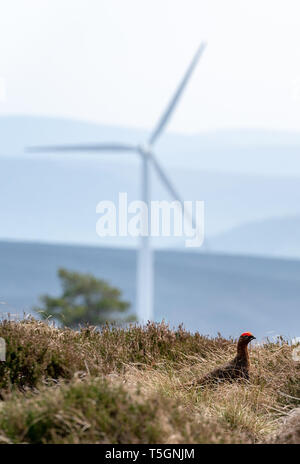This is from the raging wildfire extending between Knockando and ...