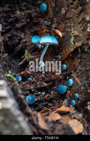Mycena interrupta, a Pixies Parasol Fungi, looks like an eyeball Stock ...