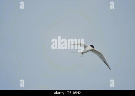 Common Tern hovering with sky background Stock Photo - Alamy