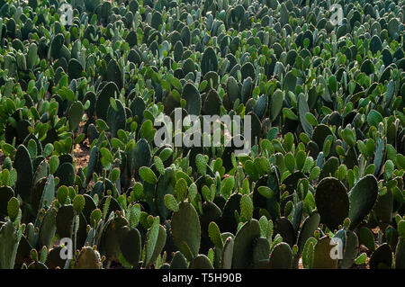 Nopales, or Cactus Farming Stock Photo - Alamy