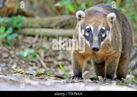 Quati in a brazilian park Stock Photo - Alamy