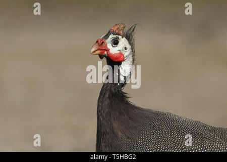 Kent England UK Magnificent farm house built 1816 with manicured lawn ...