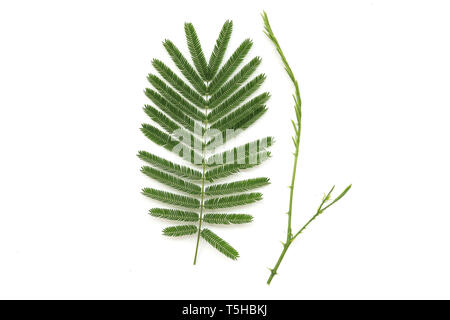 Asian Horsetail - Chaom Acacia, Leaves and branch of chaom , green ...