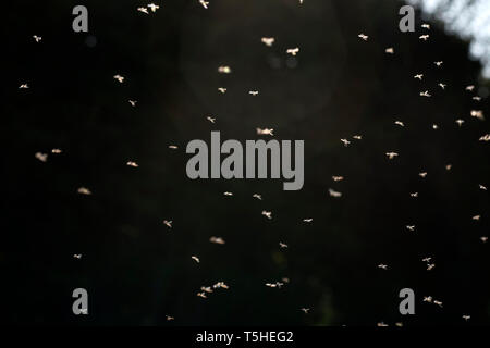 A group of midges flying over a field in Warwickshire, UK. 11 April ...