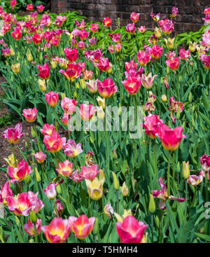 A vibrant array of colorful tulips bloom in a garden, bathed in ...