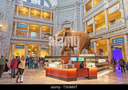 The African elephant at the Smithsonian Museum of Natural History is ...