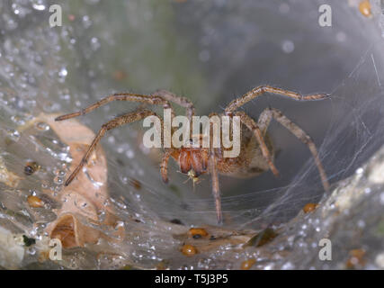 Labyrinth spider Agelena labyrinthica eating an aphid in its den Stock ...