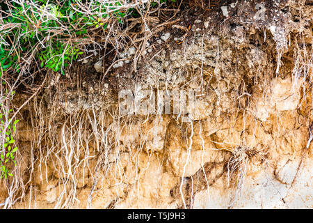 Cross section of the earth with roots and layers of dirt Stock Photo ...