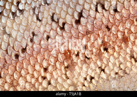 Scales of rainbow trout Stock Photo - Alamy