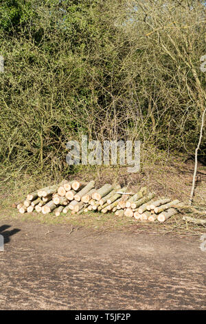 Fresh cut logs Stock Photo - Alamy