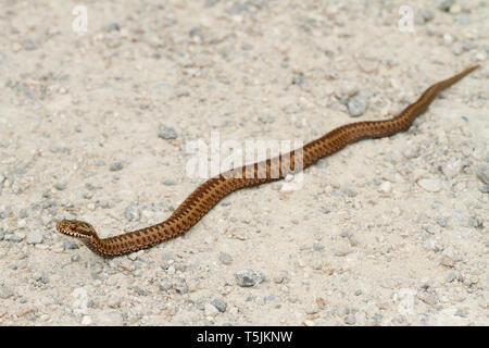 Common Viper (Vipera berus Stock Photo - Alamy