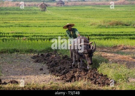 Farmer ploughing rice paddy field with traditional primitive wooden ...