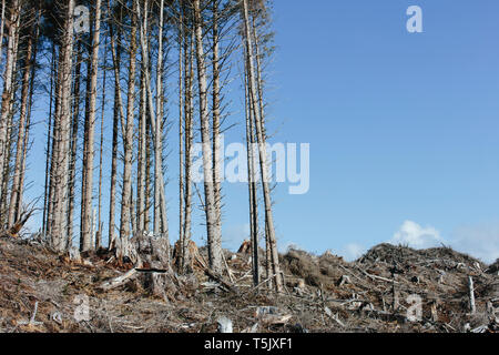 Open landscape, a hillside of logged spruce, hemlock and fir trees ...