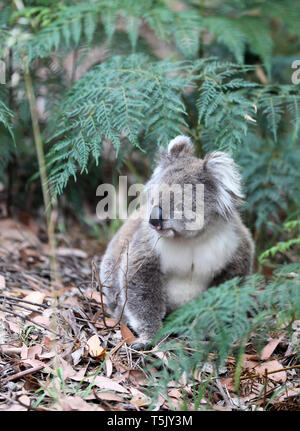 Koala fell asleep in the tree. Usually koalas move slowly. Spend 16–24 ...