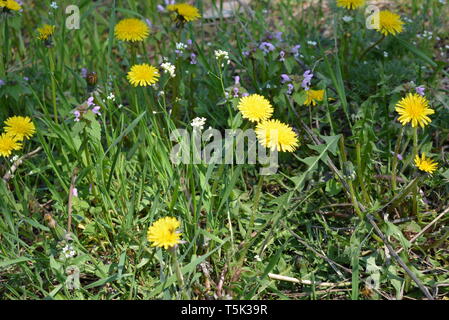Bright yellow fragrant wild dandelion flowers grow in a meadow on a ...