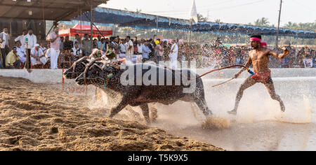 Kambala, a traditional rural sport of Buffalo racing in the coastal ...