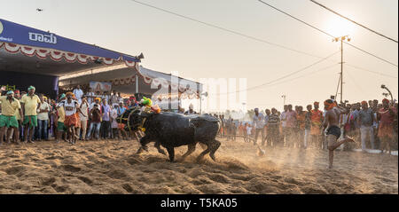 Kambala or Kambla is a rural sport, prominent in districts of Udupi and ...