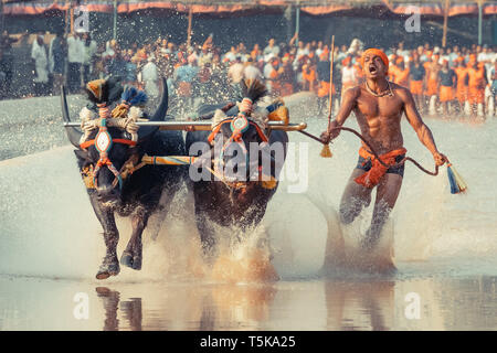 Kambala or Kambla is a rural sport, prominent in districts of Udupi and ...