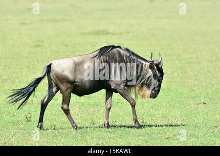 Streifengnu / Blue wildebeest / Connochaetes taurinus Stock Photo - Alamy