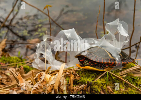 Eastern Painted Turtle entangled in a plastic six pack drink holder ...