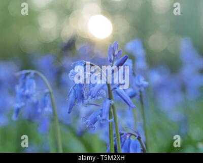 Hucking, Kent, UK. 25th April, 2018. UK Weather: sunset in Hucking ...