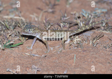 Arabian Sand Gecko, Stenodactylus arabicus Stock Photo - Alamy