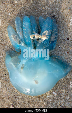 Blue Jelly (Catostylus mosaicus) washed up on beach, North Stradbroke ...