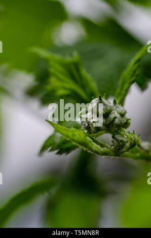 Raspberry bud in spring with raindrops Stock Photo - Alamy