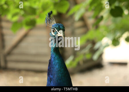 A peacock, front view Stock Photo - Alamy