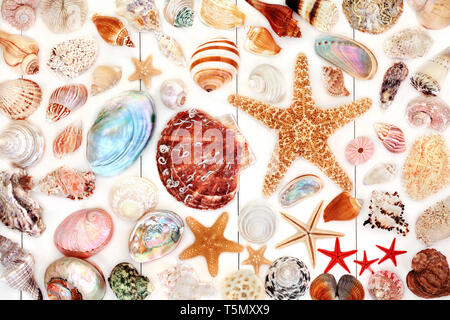 Large seashell collection on rustic white wood background. Top view ...