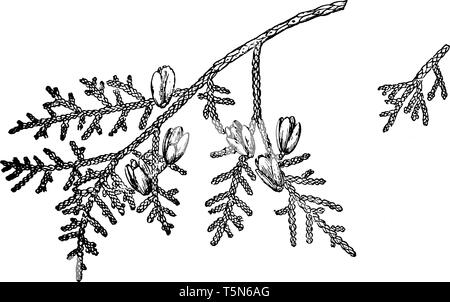 Illustration of thuja branch Stock Vector Image & Art - Alamy