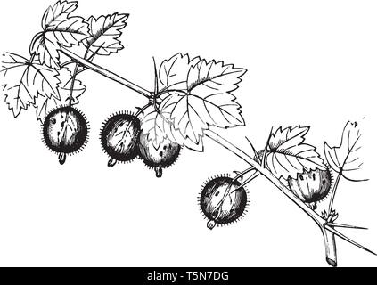 Gooseberries drawing, vintage fruit illustration vector Stock Vector ...
