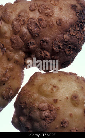 Root knot nematode (Meloidogyne sp.) swollen knots on a lettuce root ...