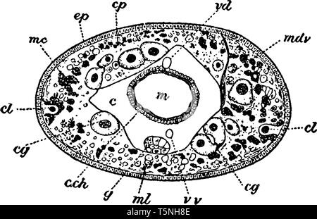 An illustration of a sectional view of a Acanthobdella, a member of the ...
