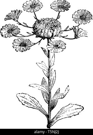 Calendula Officinalis Drawing