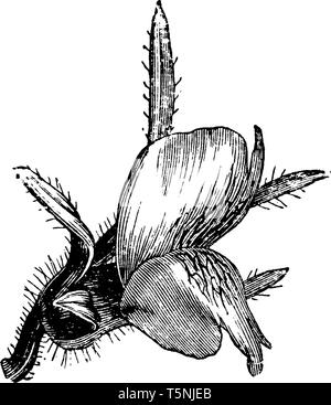 A picture shows the Antirrhinum Orontium Flower plant. Its Leaves are ...