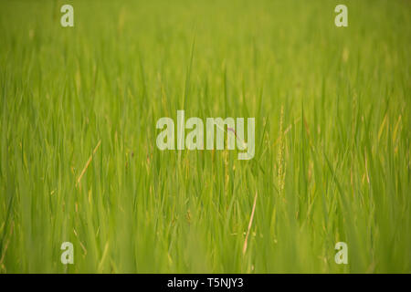 Bright green rice fields close to Luang Prabang, Laos Stock Photo - Alamy